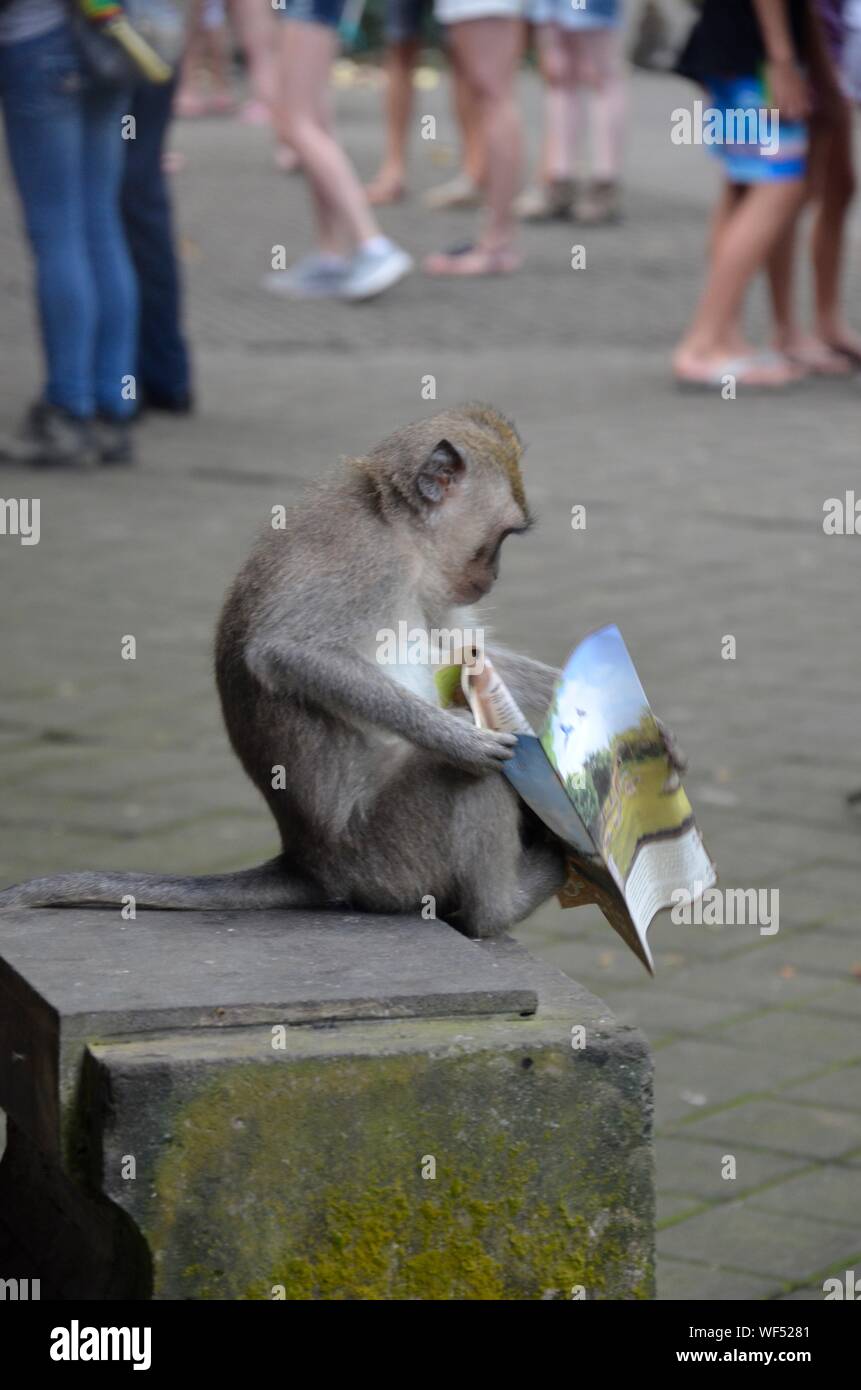 Mammal magazine hi-res stock photography and images - Alamy