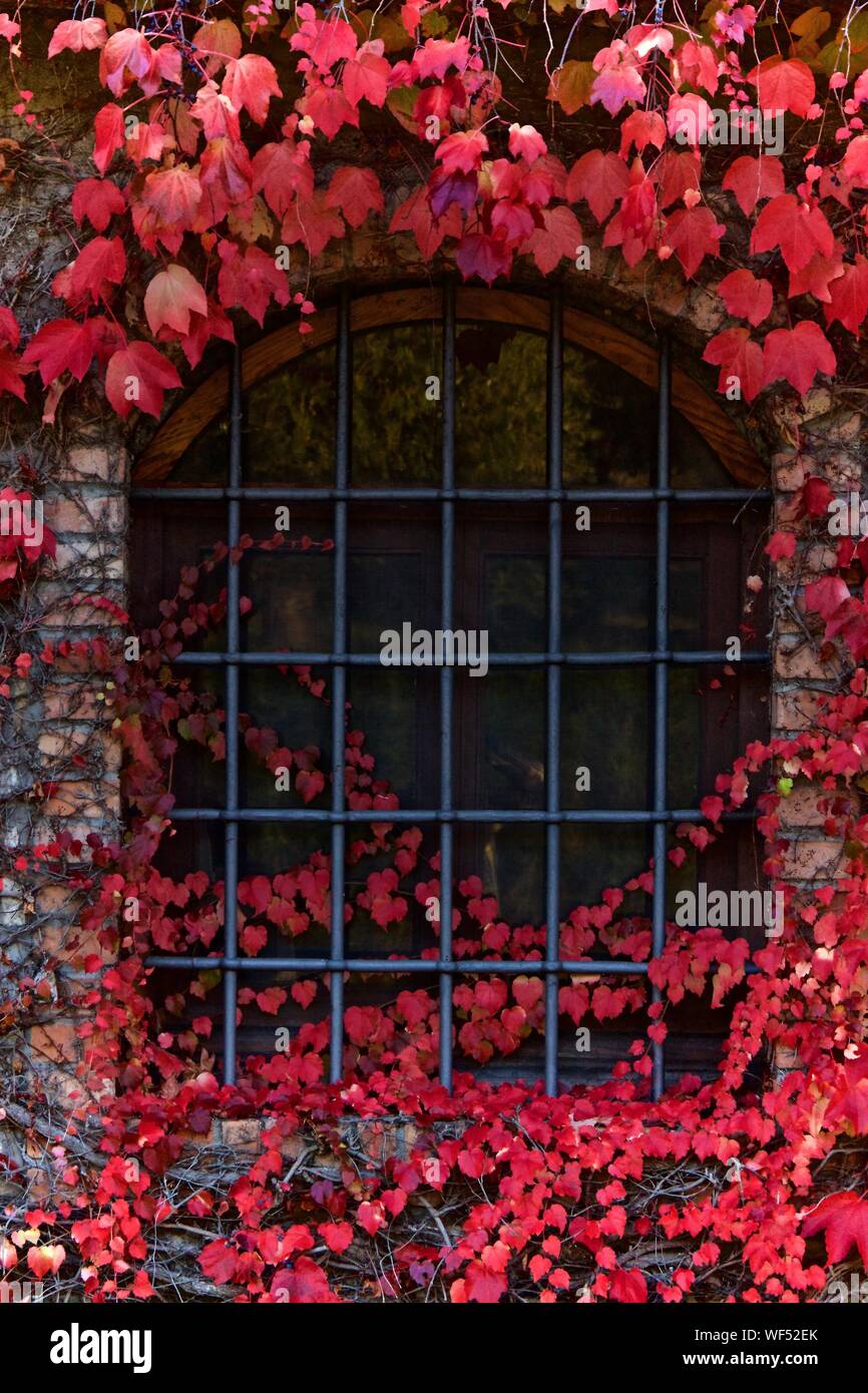 With red ivy hi-res stock photography and images - Alamy