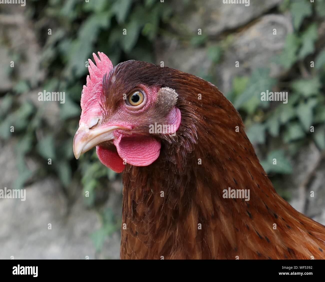 Brown chicken side view head hi-res stock photography and images - Alamy