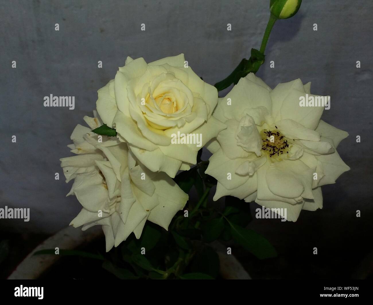 Rose growing hi-res stock photography and images - Alamy