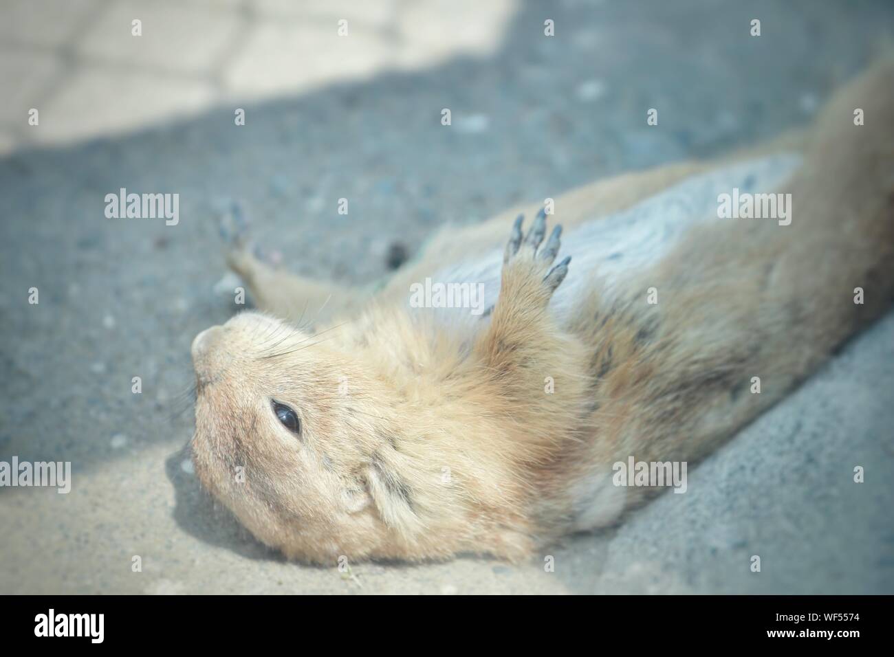 Close up groundhog hi-res stock photography and images - Alamy