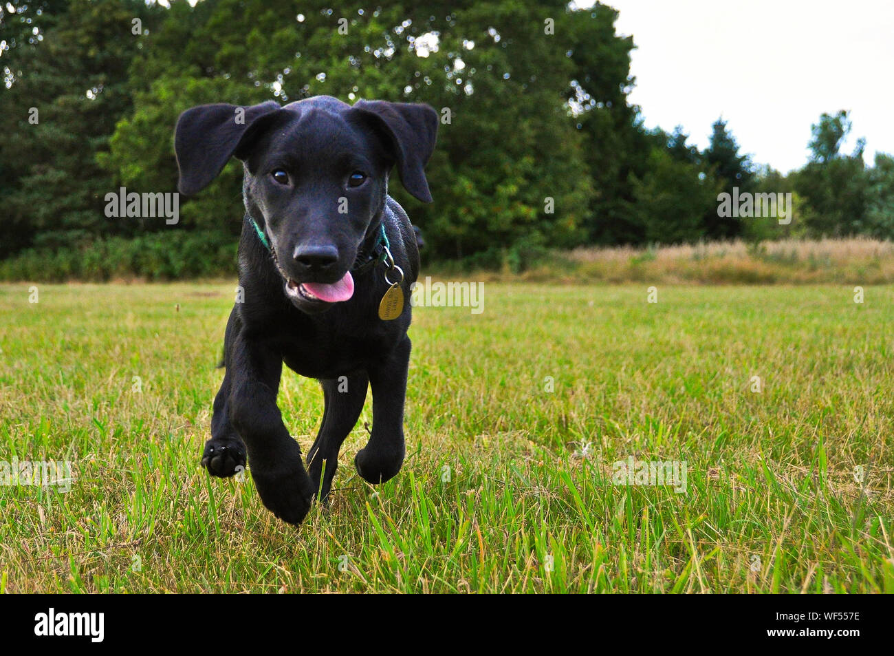 Labrador running on grass hi-res stock photography and images - Alamy