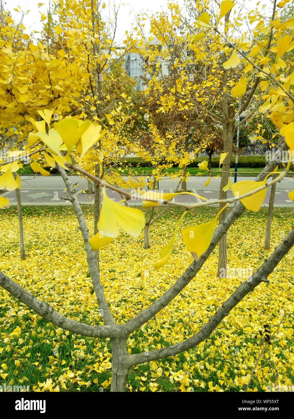Gingko tree hi-res stock photography and images - Alamy