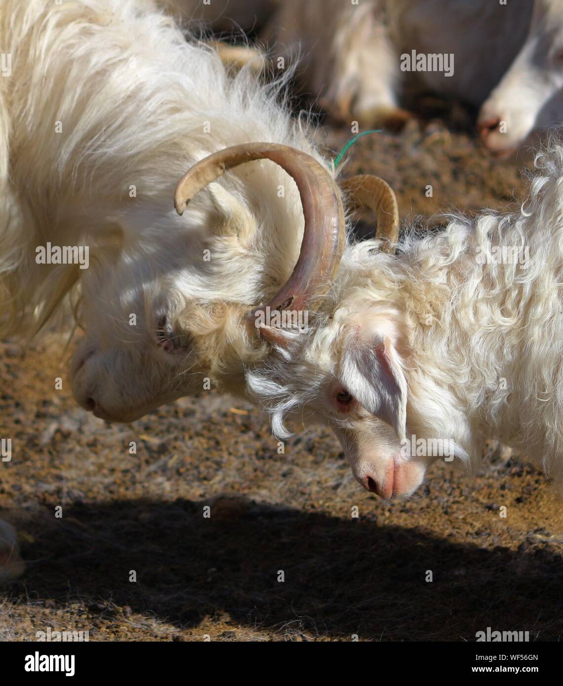 Two fighting goats hi-res stock photography and images - Alamy