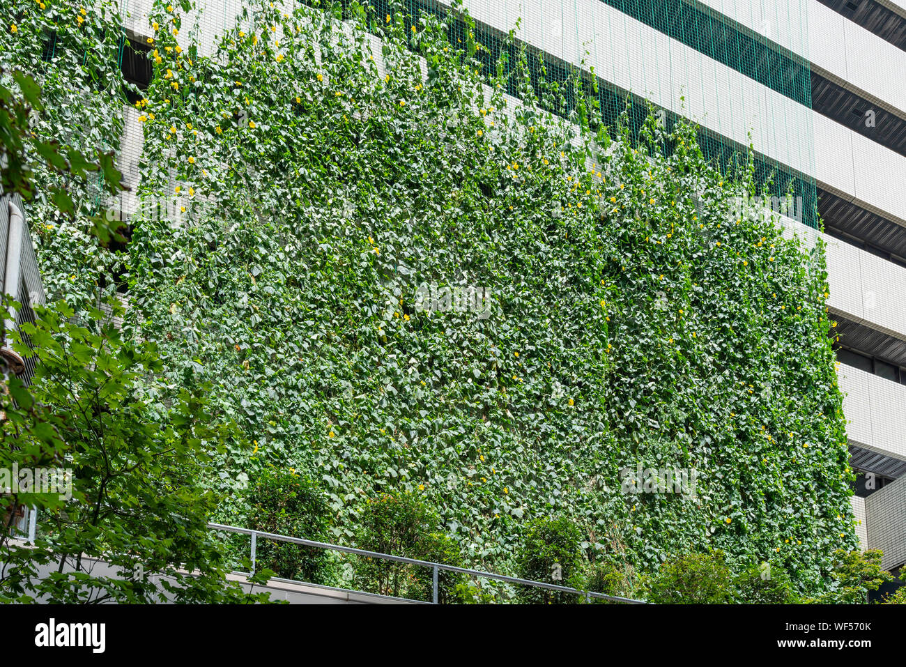 Greening, Itabashi Ward Office, Itabashi-Ku, Tokyo, Japan Stock Photo ...