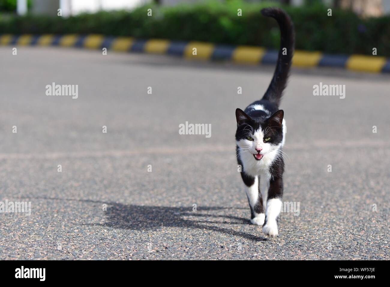 Front view cat hi-res stock photography and images - Alamy