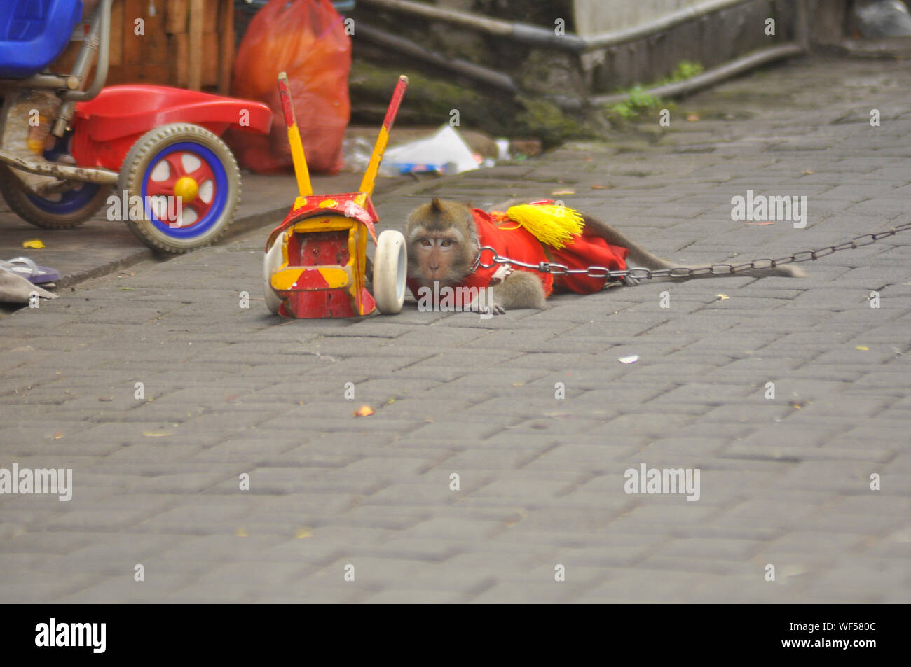 Monkey tied on chain in hi-res stock photography and images - Alamy