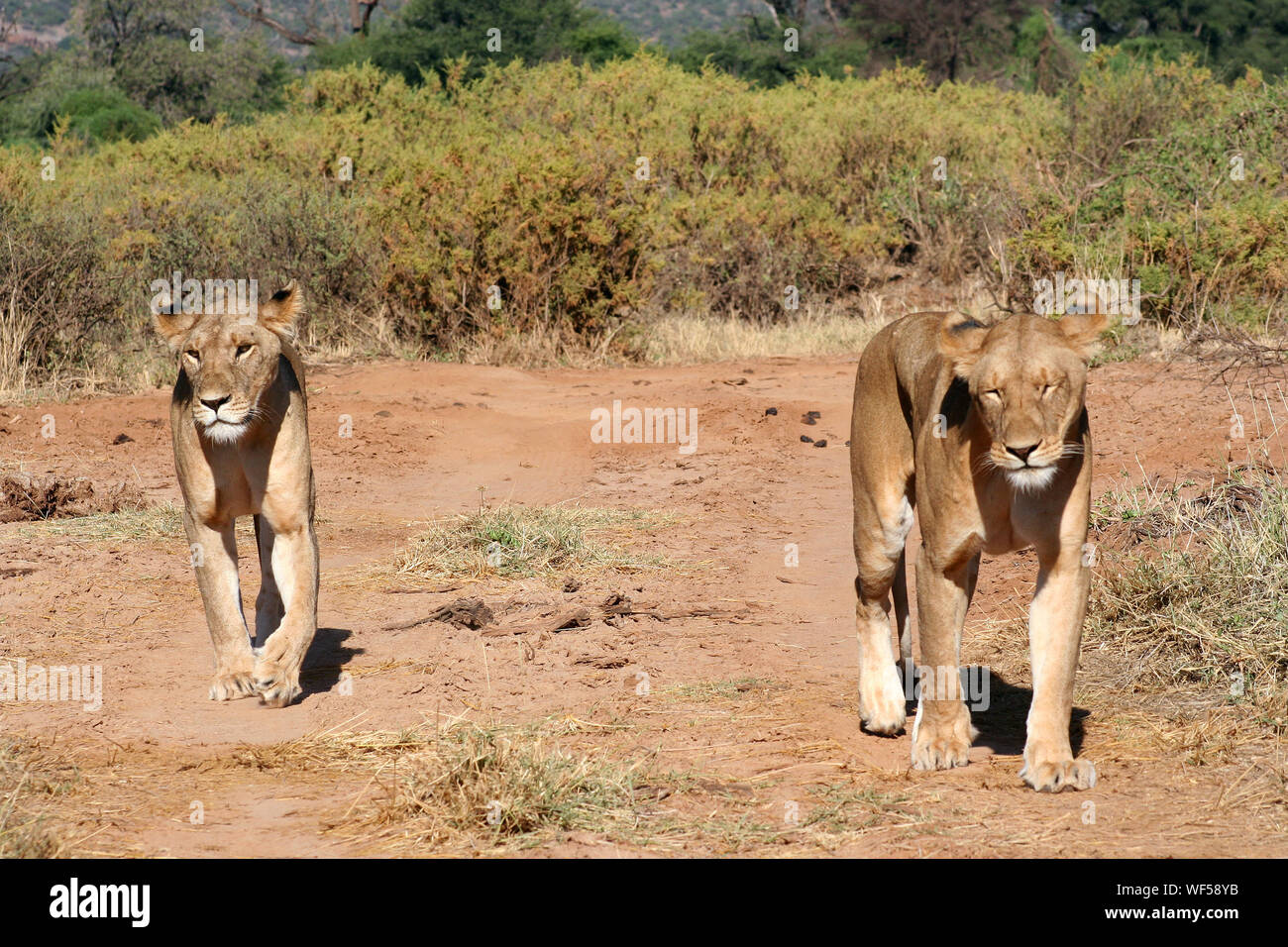 Walking wildlife lioness endangered hi-res stock photography and images ...