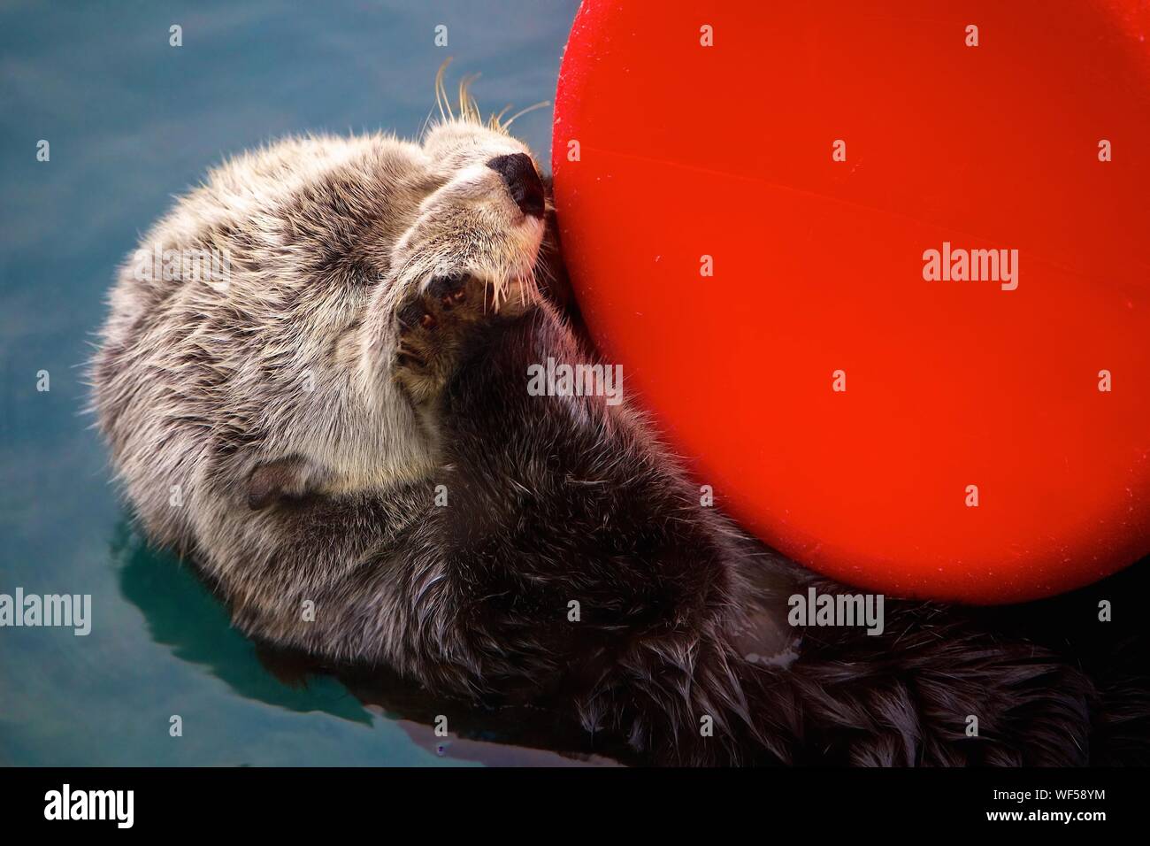 Object in the water hi-res stock photography and images - Alamy