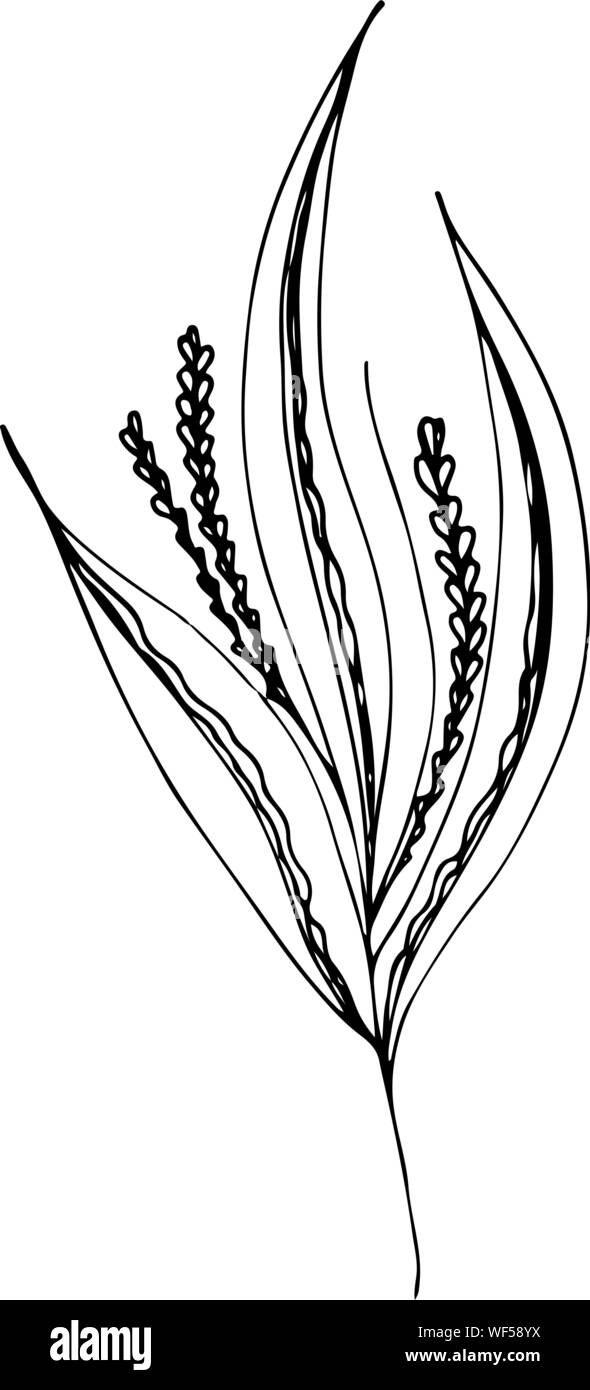 Line dra Black and White Stock Photos & Images - Alamy