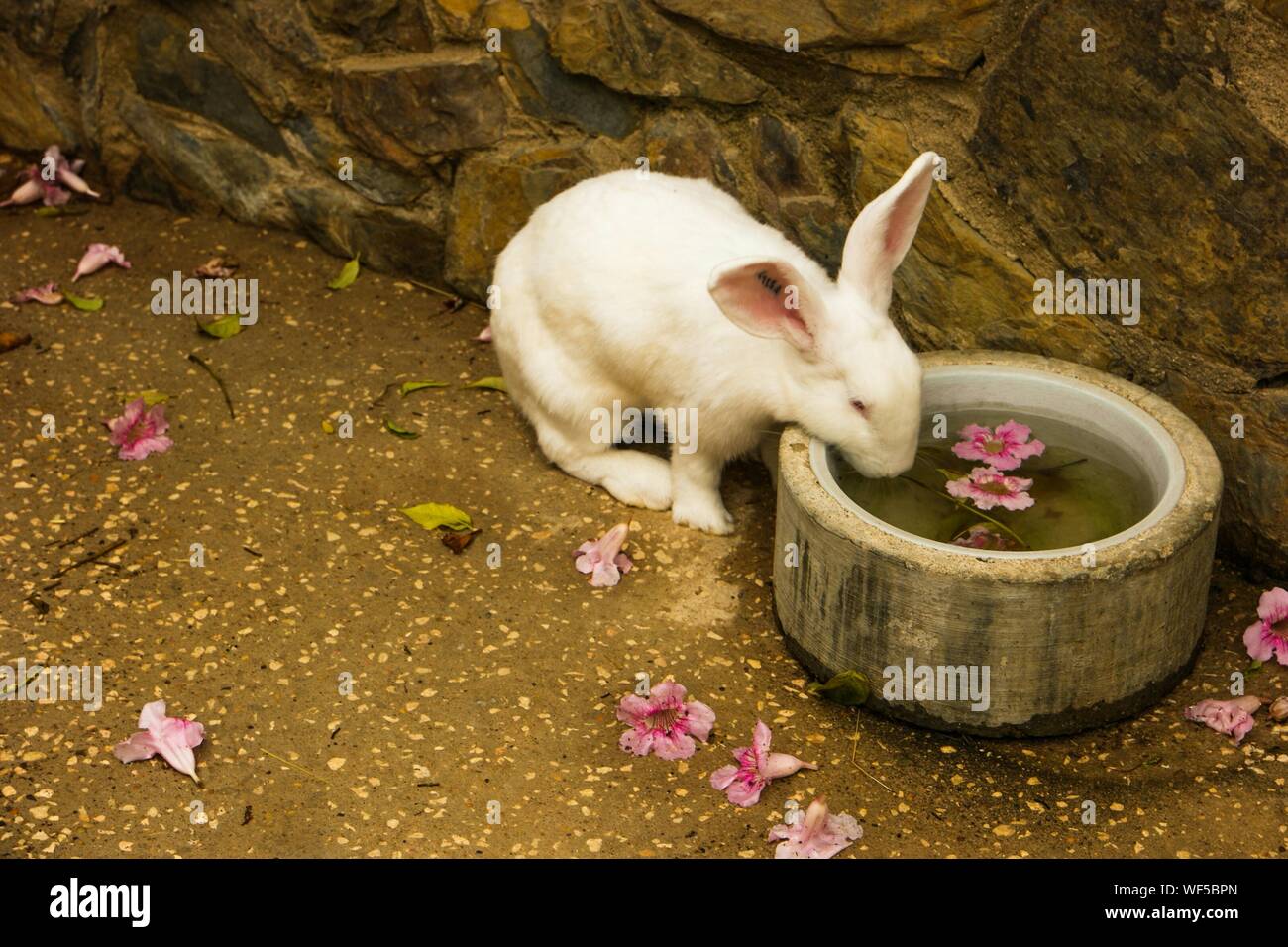 Rabbit drinking water hi-res stock photography and images - Alamy