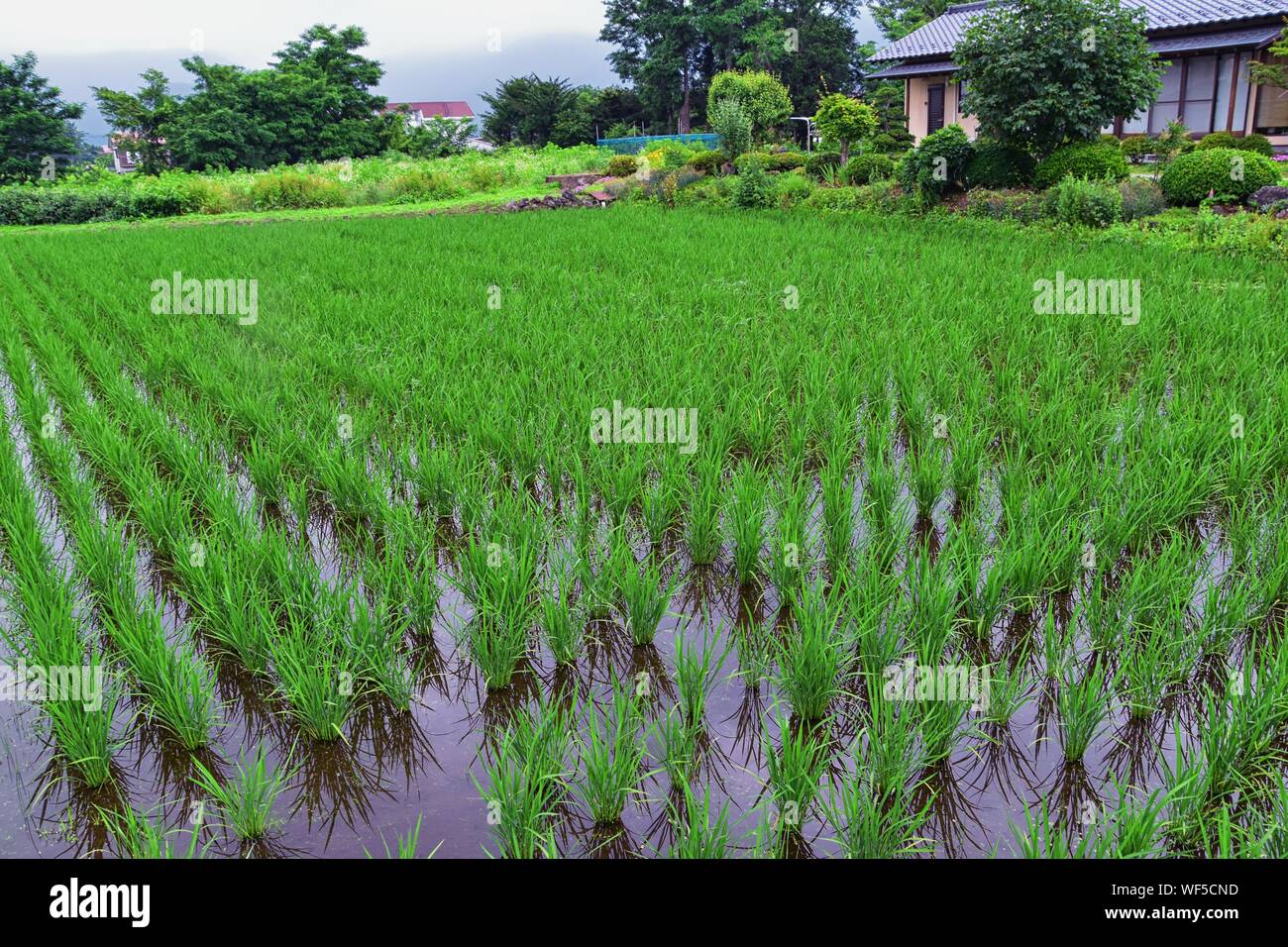 Rural landscape around Tokyo Japan, views of rice fields, mountains ...