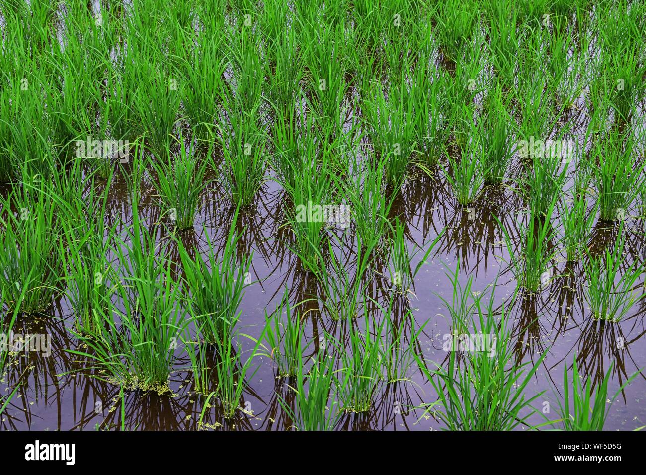 Rural landscape around Tokyo Japan, views of rice fields, mountains ...