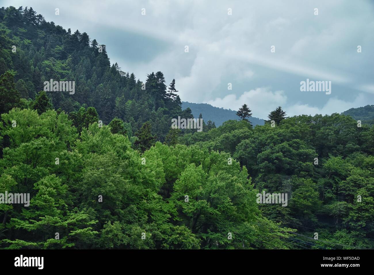 Rural landscape around Tokyo Japan, views of rice fields, mountains ...