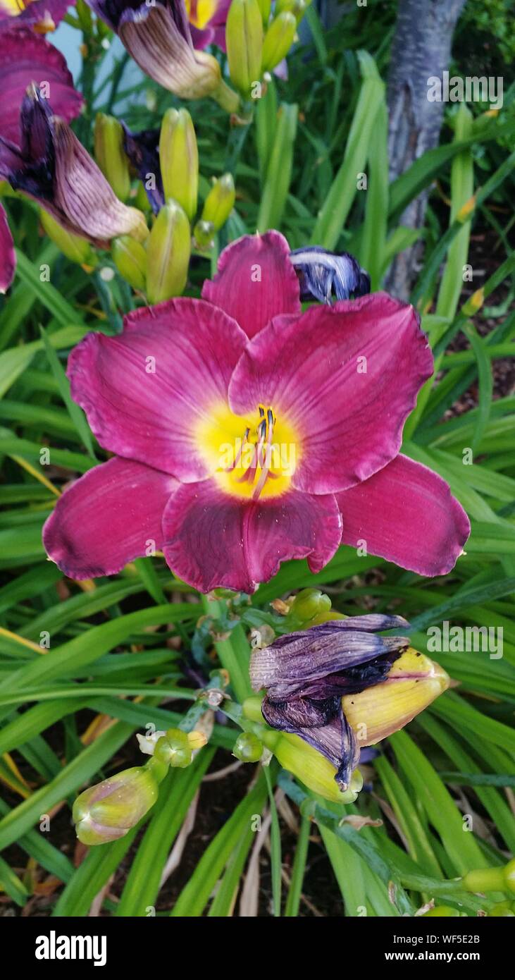 Maroon flower hi-res stock photography and images - Alamy