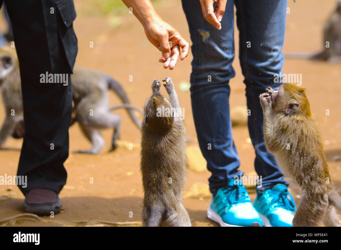 Human feeding monkey hi-res stock photography and images - Alamy