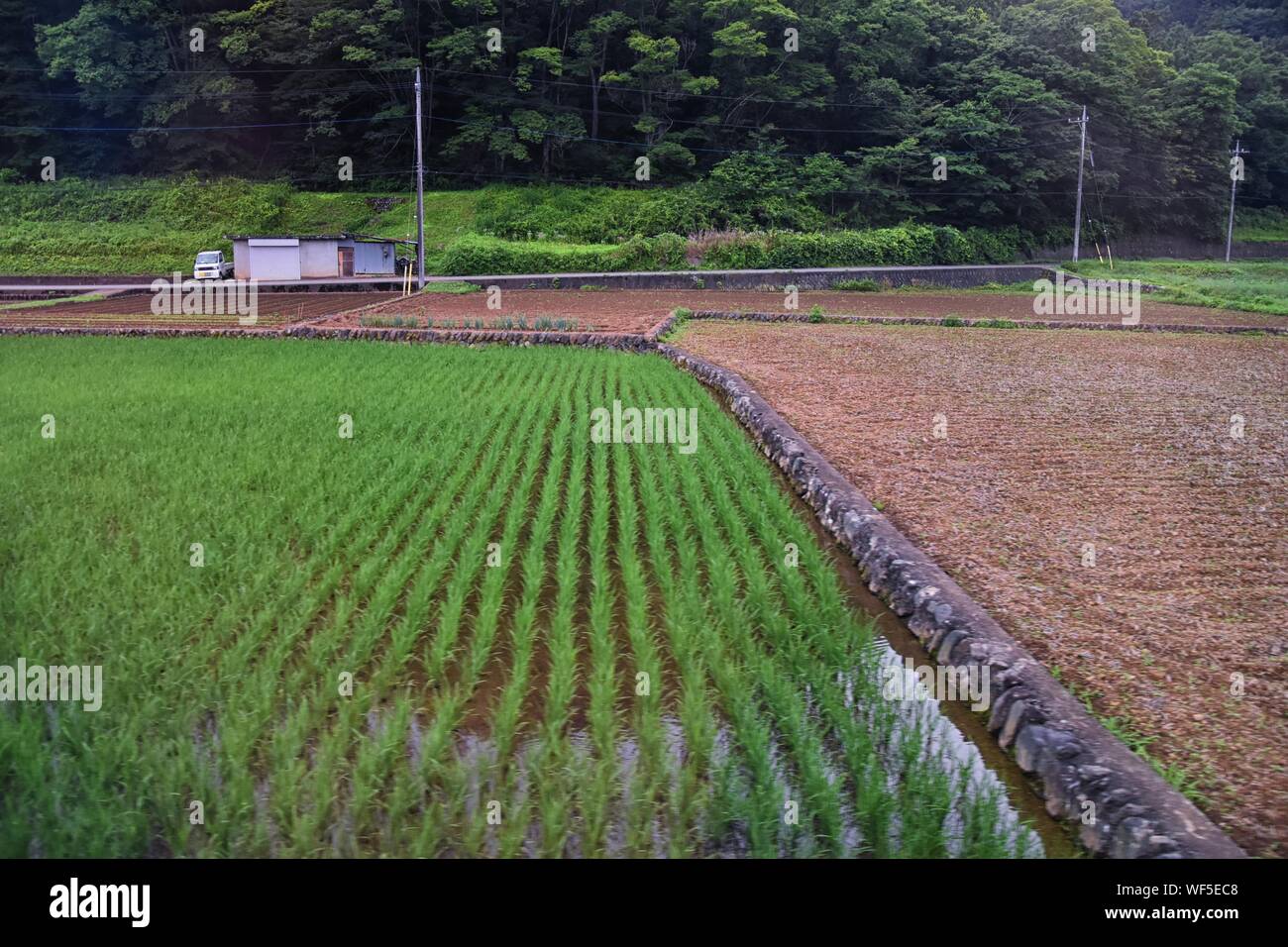 Rural landscape around Tokyo Japan, views of rice fields, mountains ...