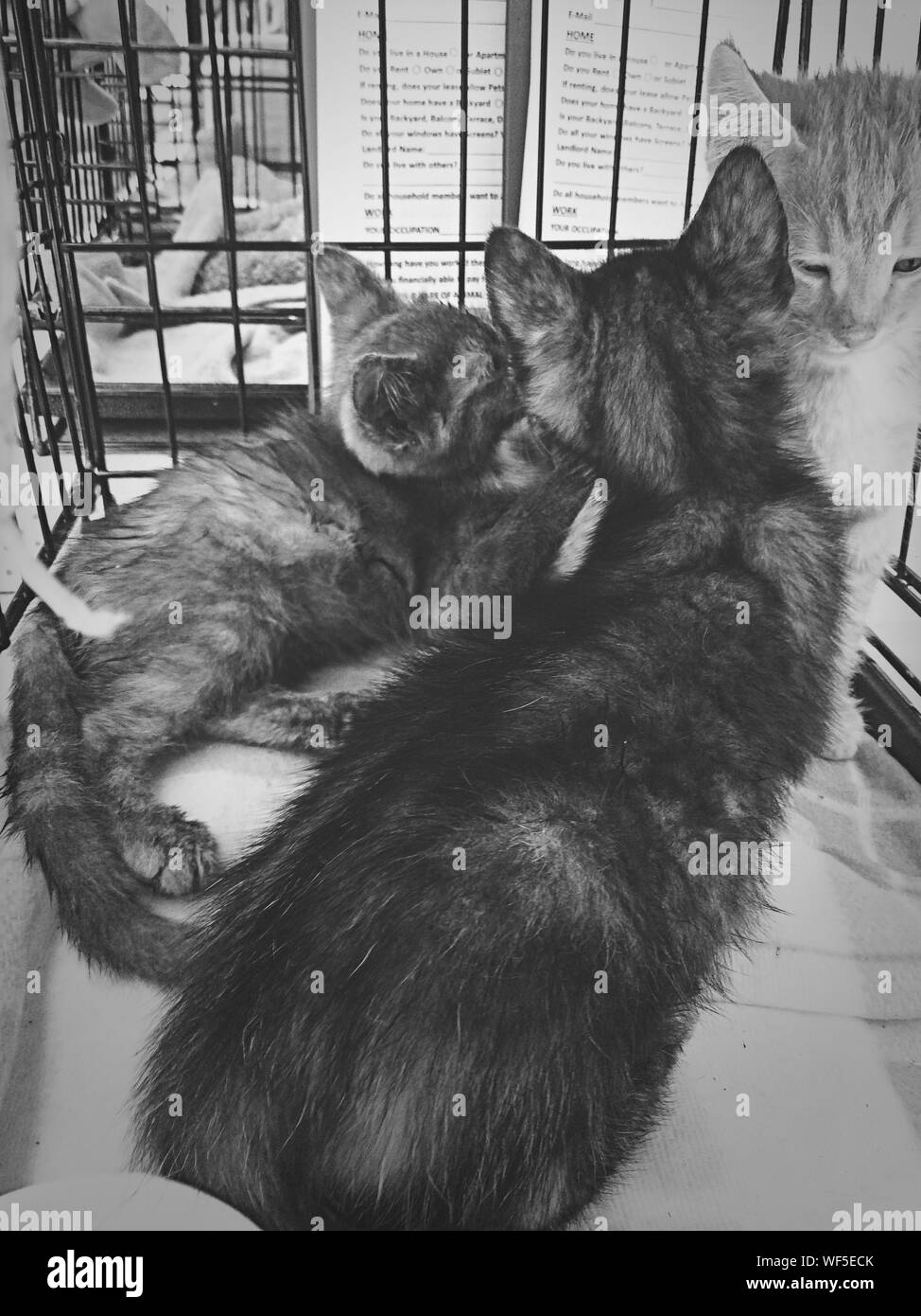 Domestic cat see family hi-res stock photography and images - Alamy