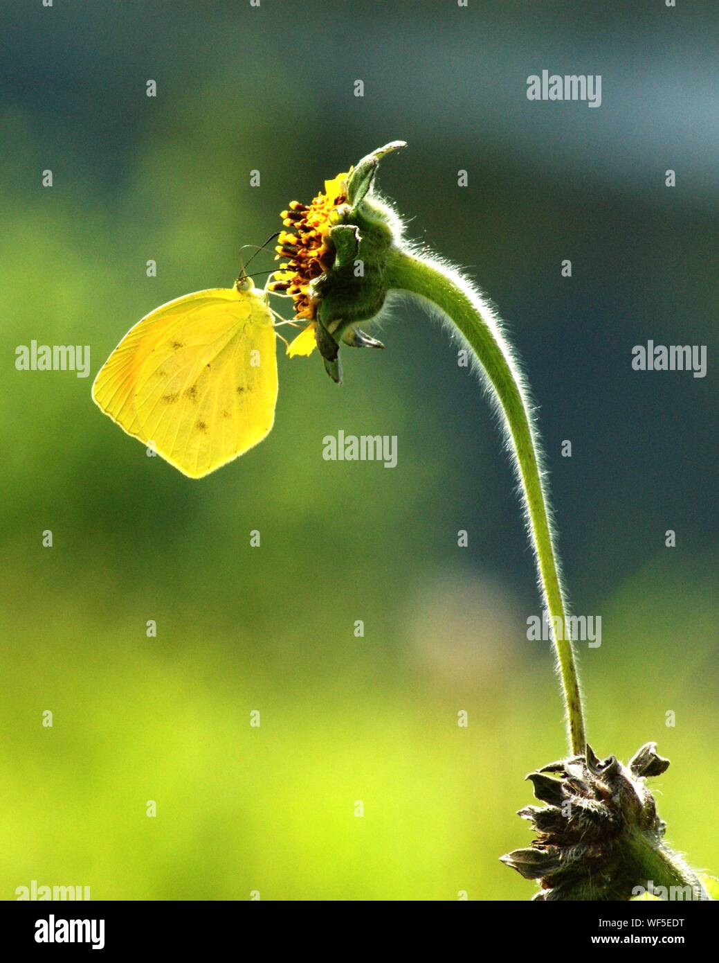 Butterfly pollen up close hi-res stock photography and images - Alamy