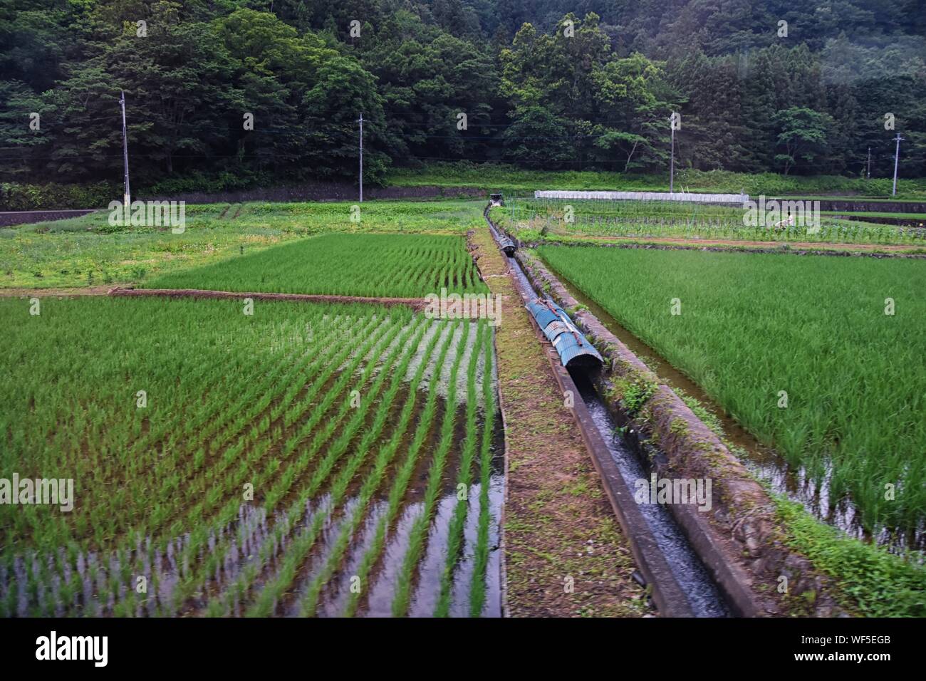 Rural landscape around Tokyo Japan, views of rice fields, mountains ...
