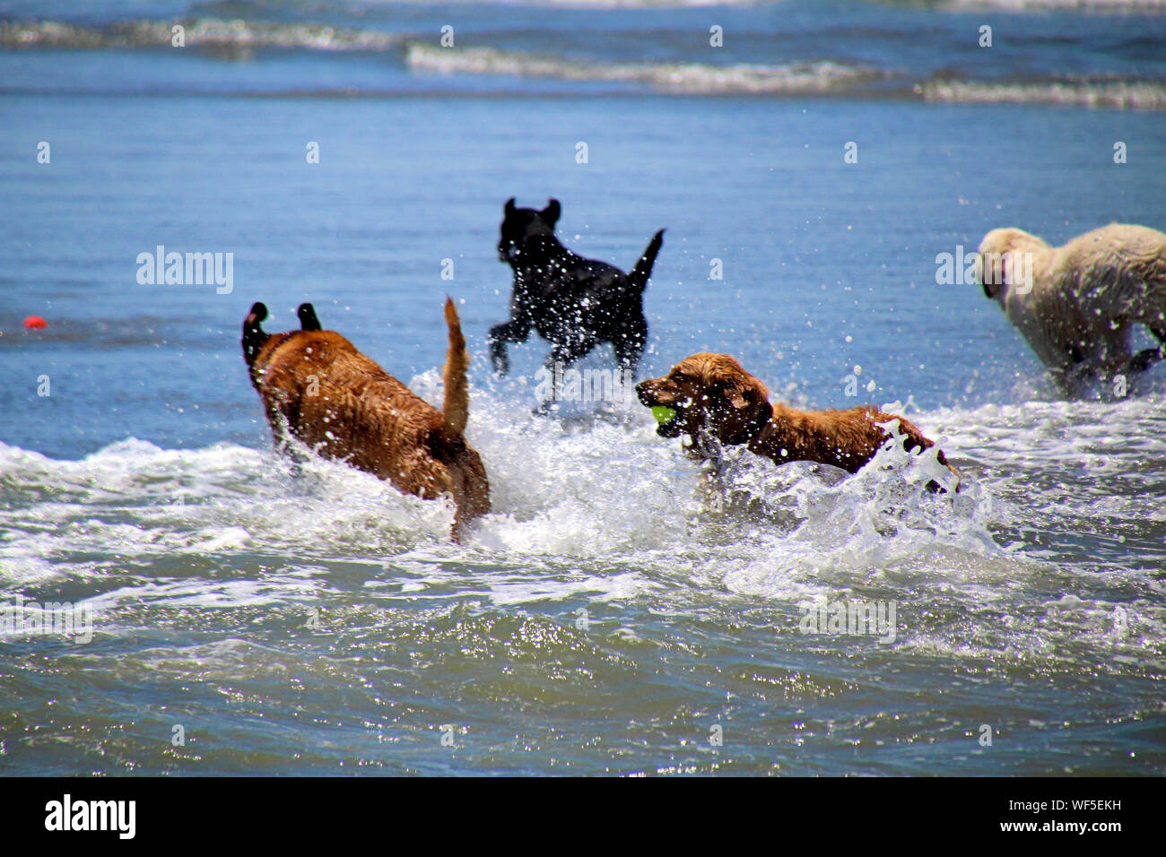 Dogs playing in sea hi-res stock photography and images - Alamy