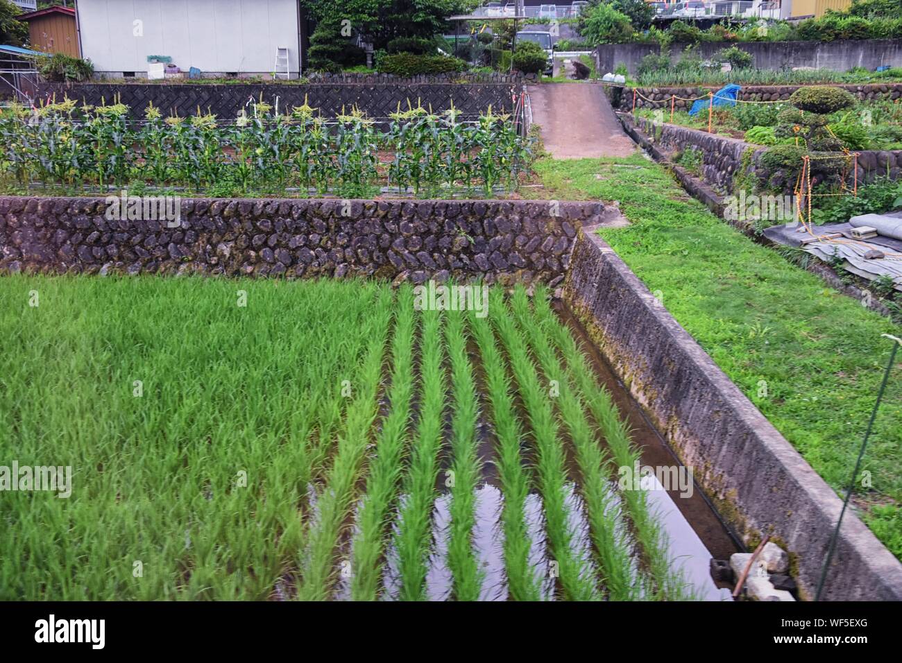 Rural landscape around Tokyo Japan, views of rice fields, mountains ...