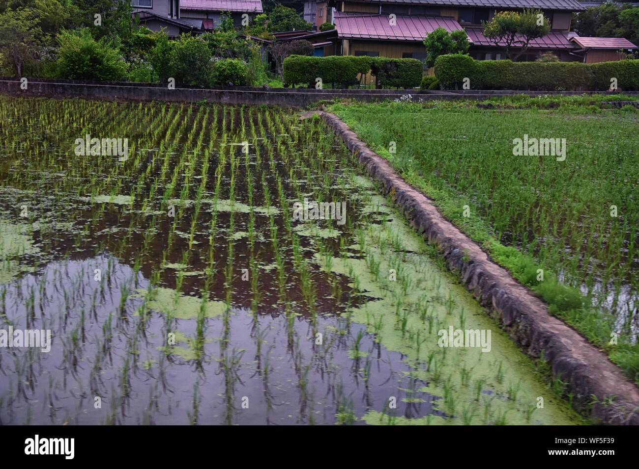 Rural landscape around Tokyo Japan, views of rice fields, mountains ...
