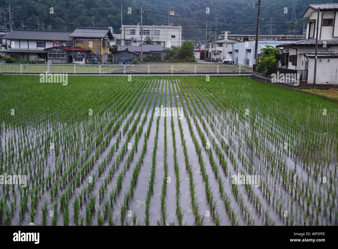 Rural landscape around Tokyo Japan, views of rice fields, mountains ...