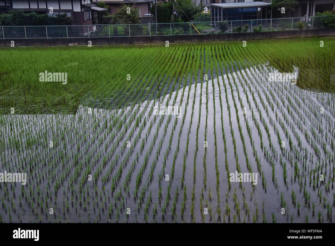 Rural landscape around Tokyo Japan, views of rice fields, mountains ...