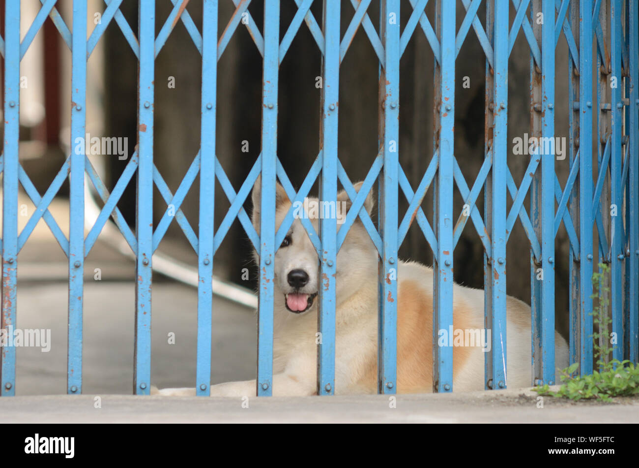 Shutter Dog High Resolution Stock Photography and Images - Alamy