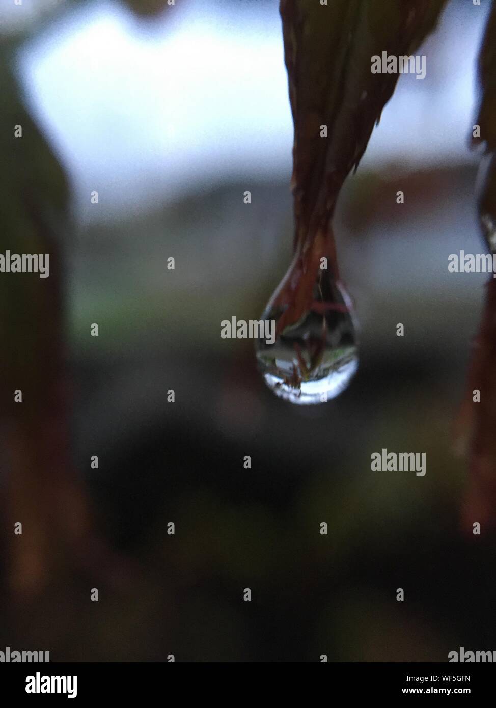 Hanging water drop hi-res stock photography and images - Alamy