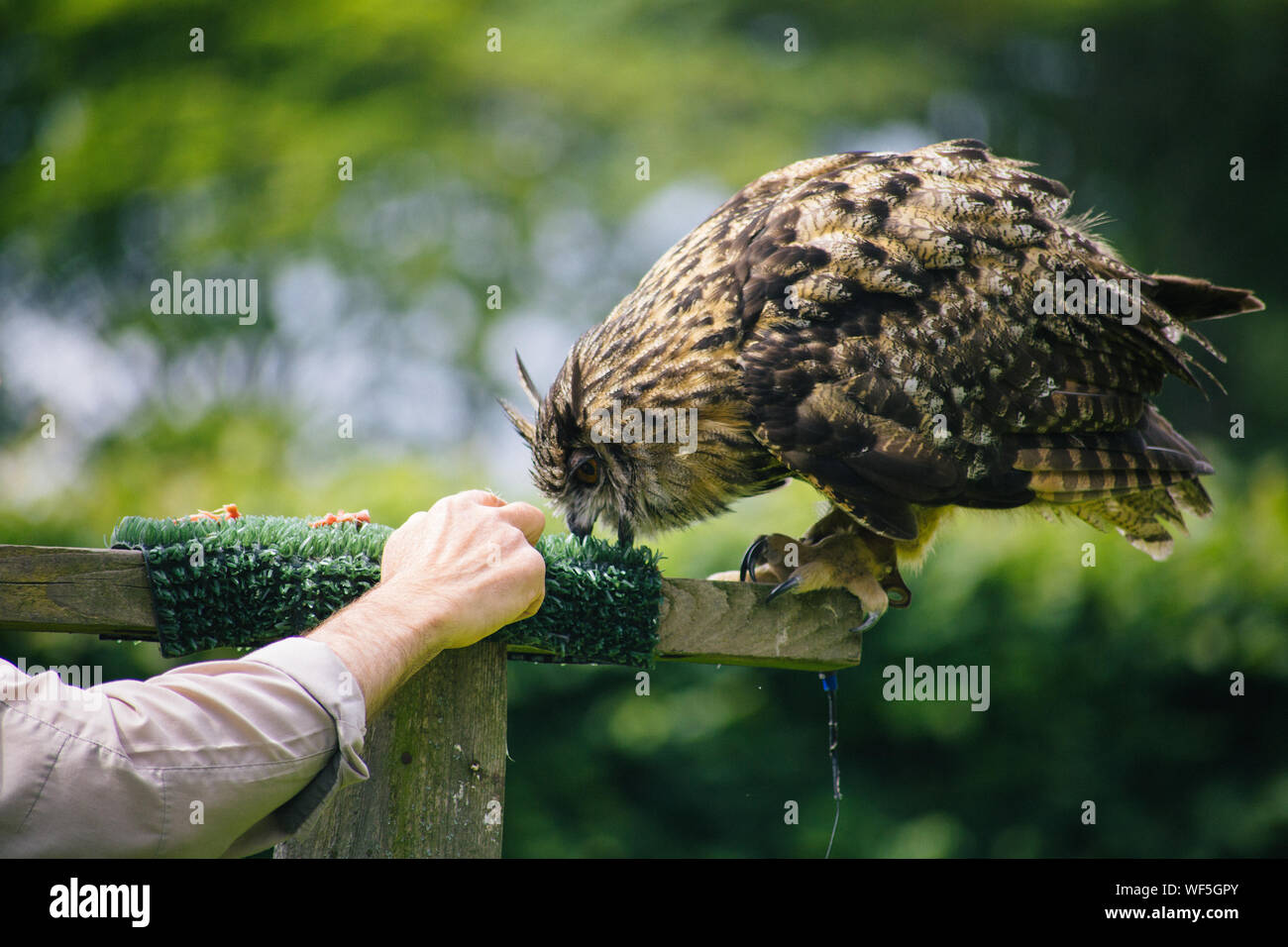 Owl Feeding High Resolution Stock Photography and Images - Alamy