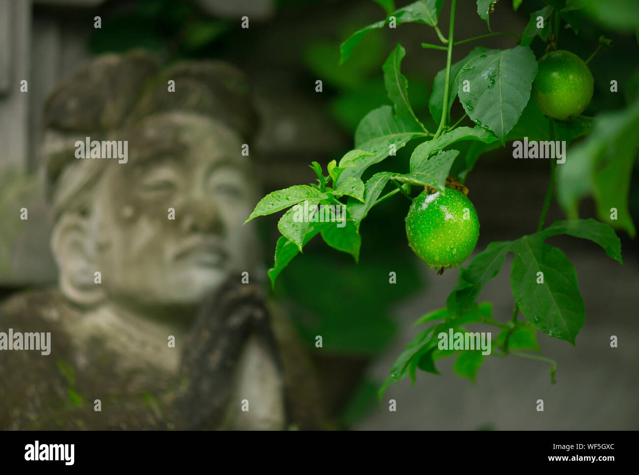 Limebackgrounds hi-res stock photography and images - Alamy