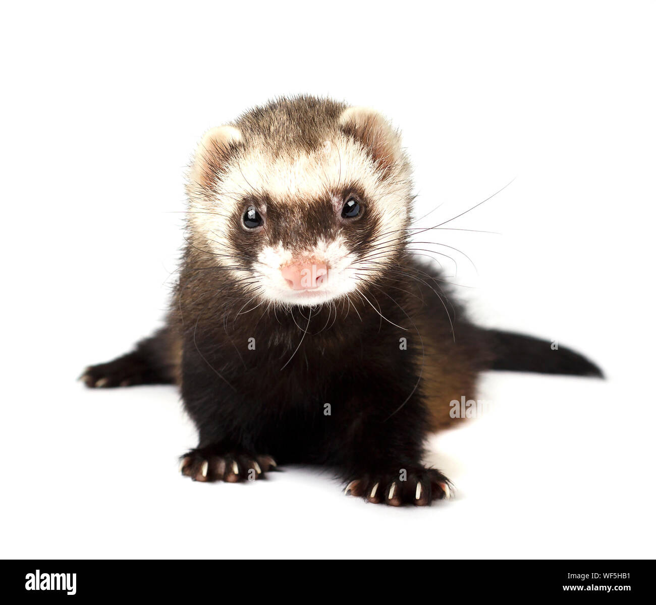 Ferret Cut Out Stock Images & Pictures - Alamy