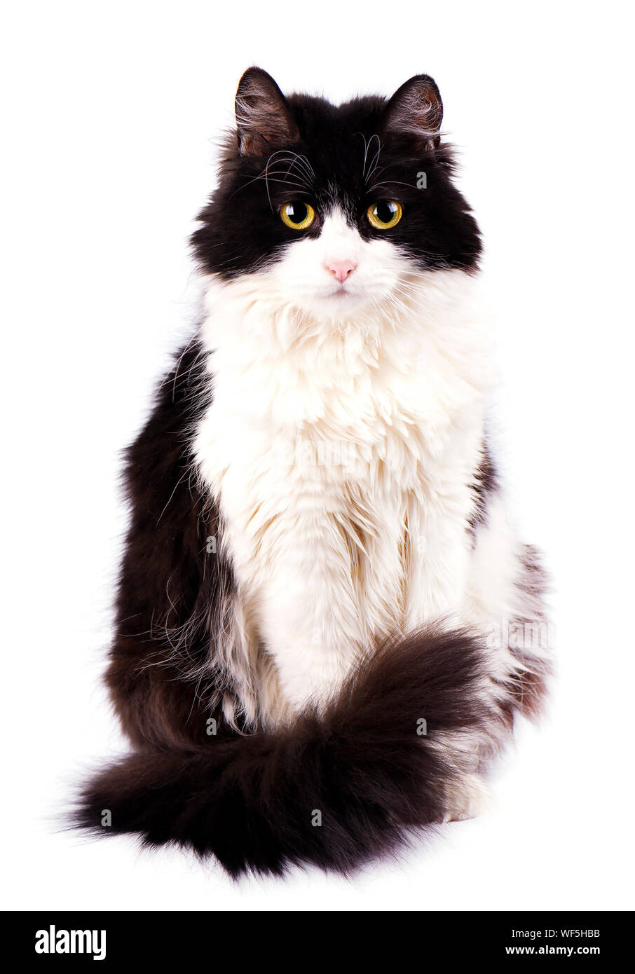 Domestic short haired black cat Cut Out Stock Images & Pictures - Alamy