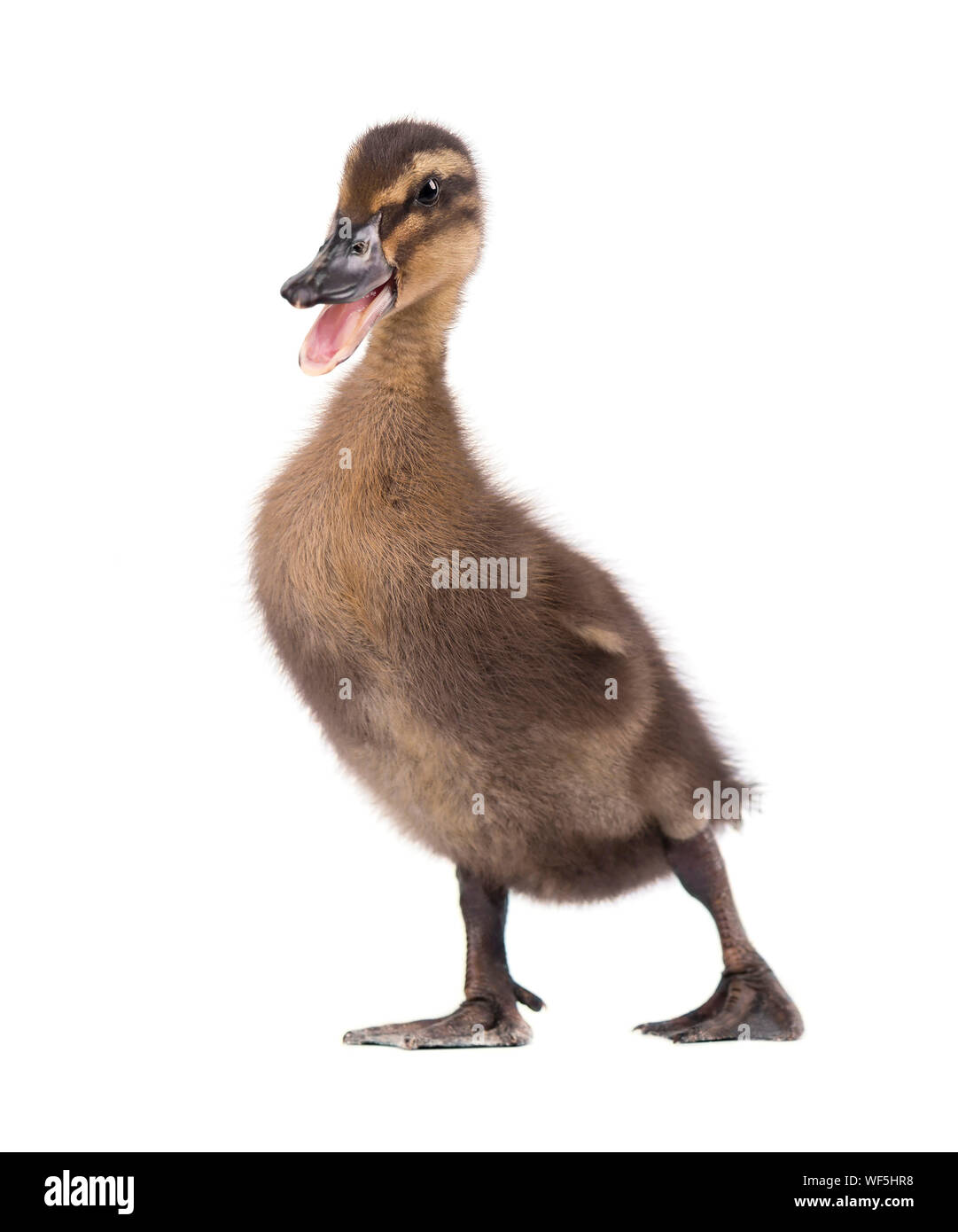 Cute duckling isolated on white background Stock Photo - Alamy