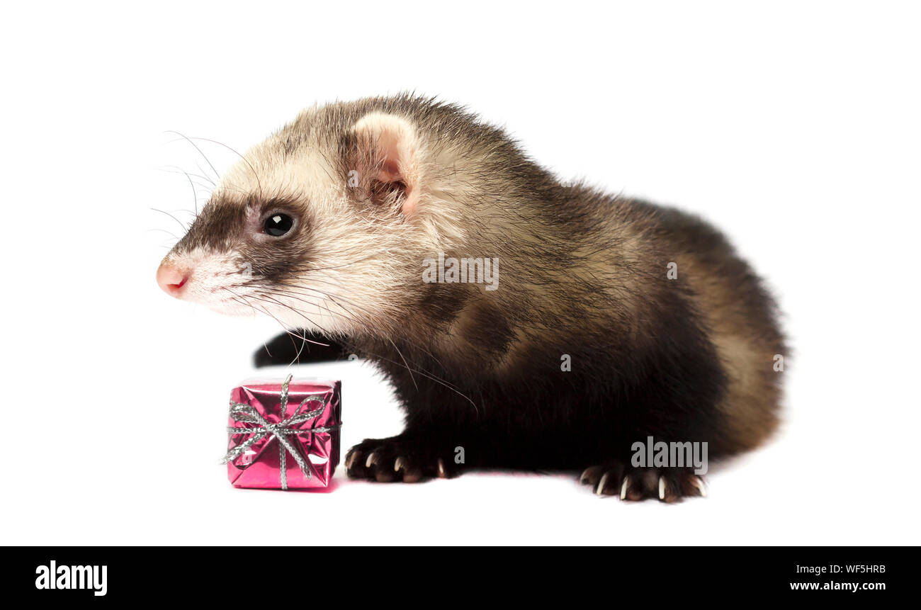 Grey ferret isolated on white background Stock Photo - Alamy