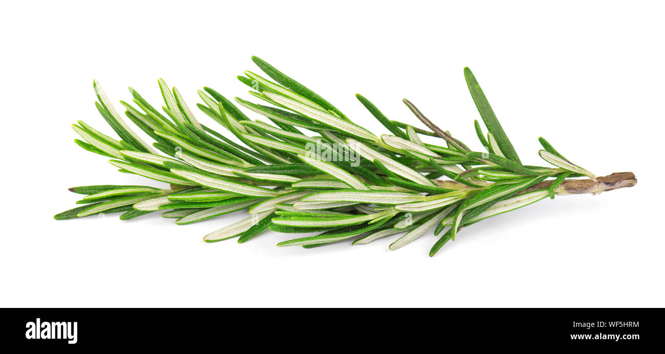 Rosemary top view isolated Cut Out Stock Images & Pictures - Alamy