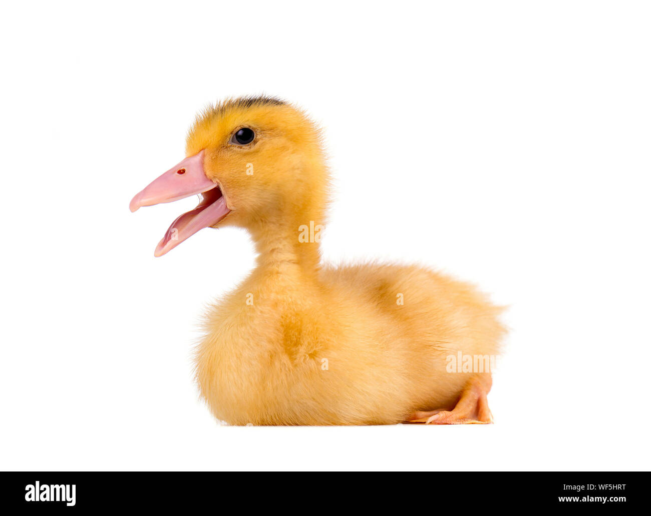 Domestic duckling isolated on white background Stock Photo - Alamy