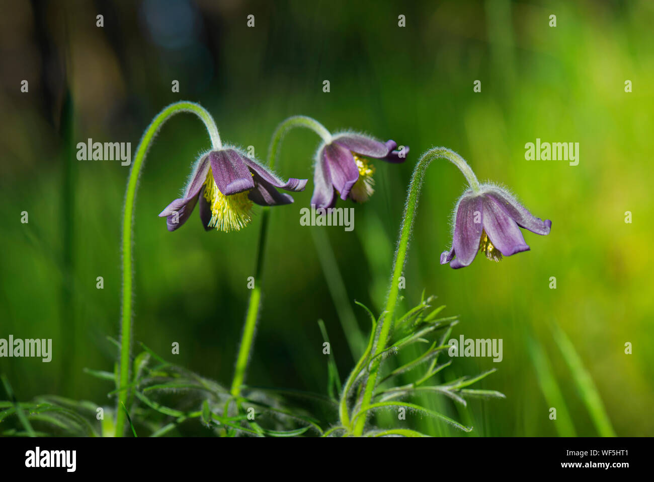Beautiful purple small Spring Flower. Pulsatilla montana Stock Photo ...