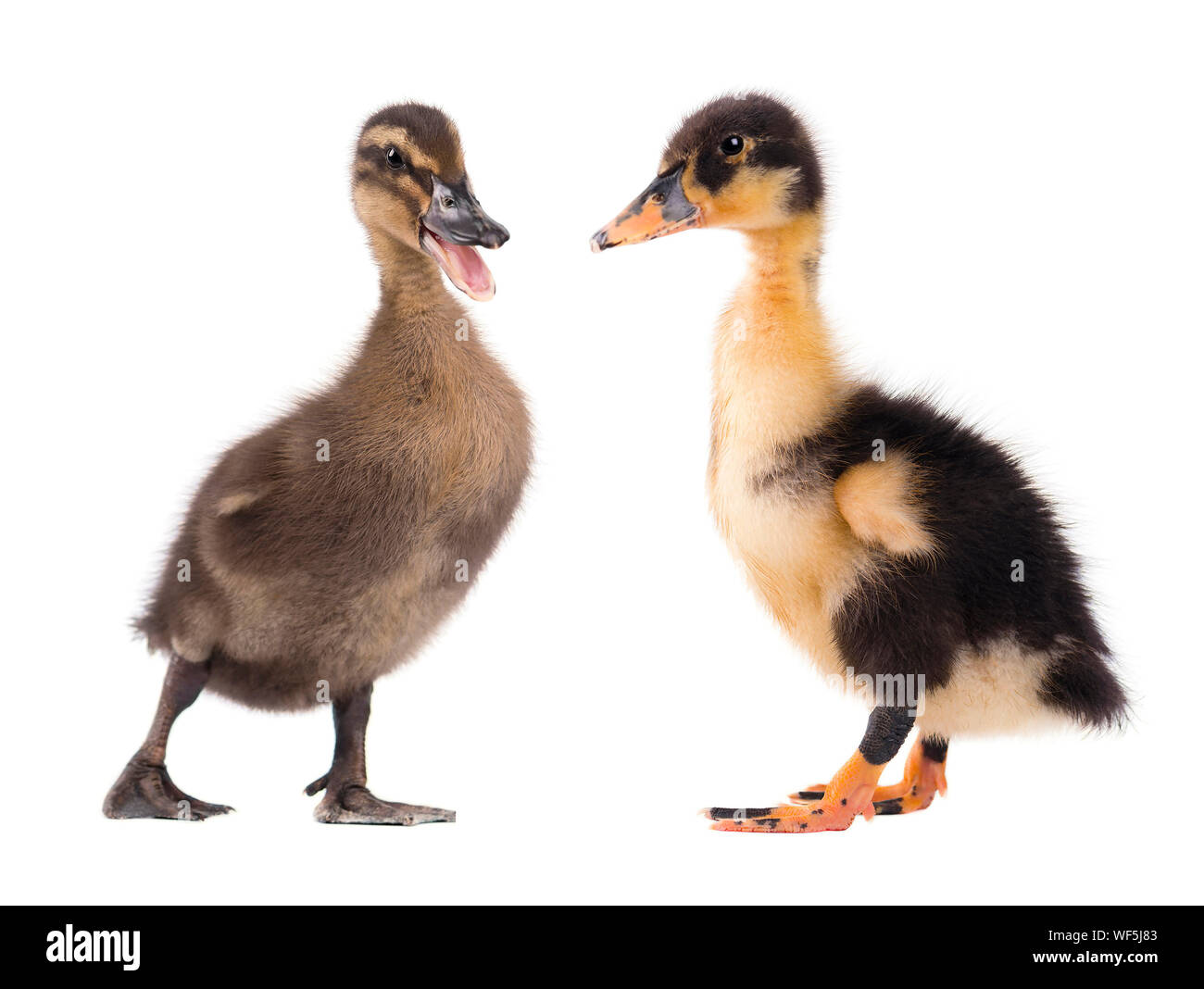 Two cute duckling isolated on white Stock Photo - Alamy