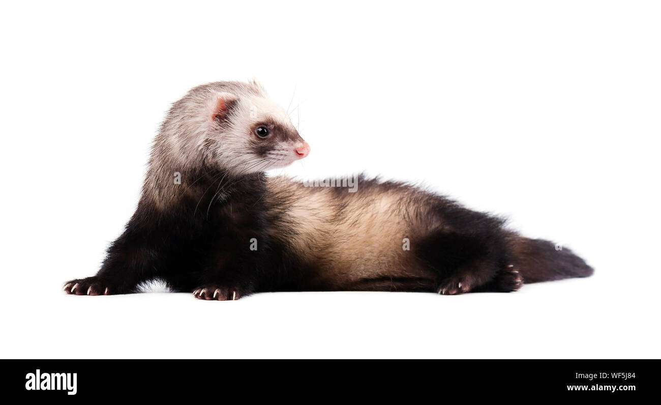 Grey ferret in full growth lies isolated Stock Photo - Alamy