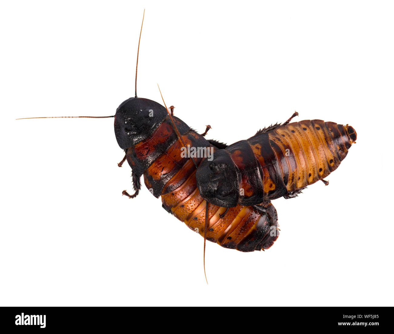 Cockroach isolated on white background Stock Photo - Alamy
