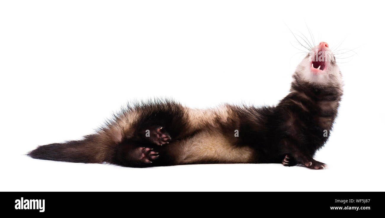Cute grey ferret in full growth lies isolated Stock Photo - Alamy