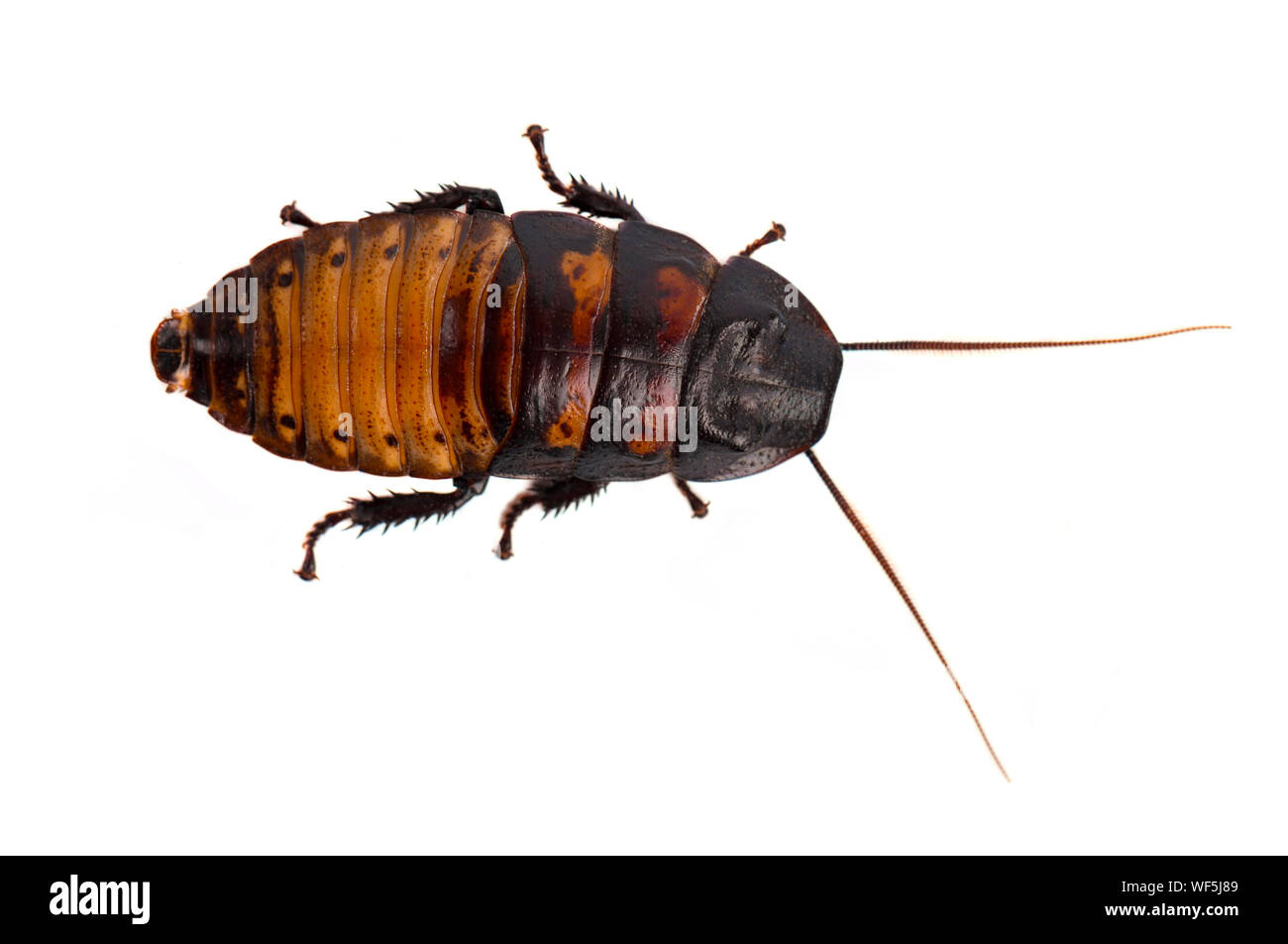 Madagascar giant hissing cockroach Cut Out Stock Images & Pictures - Alamy
