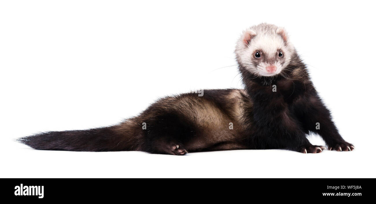 Life full little little Cut Out Stock Images & Pictures - Alamy