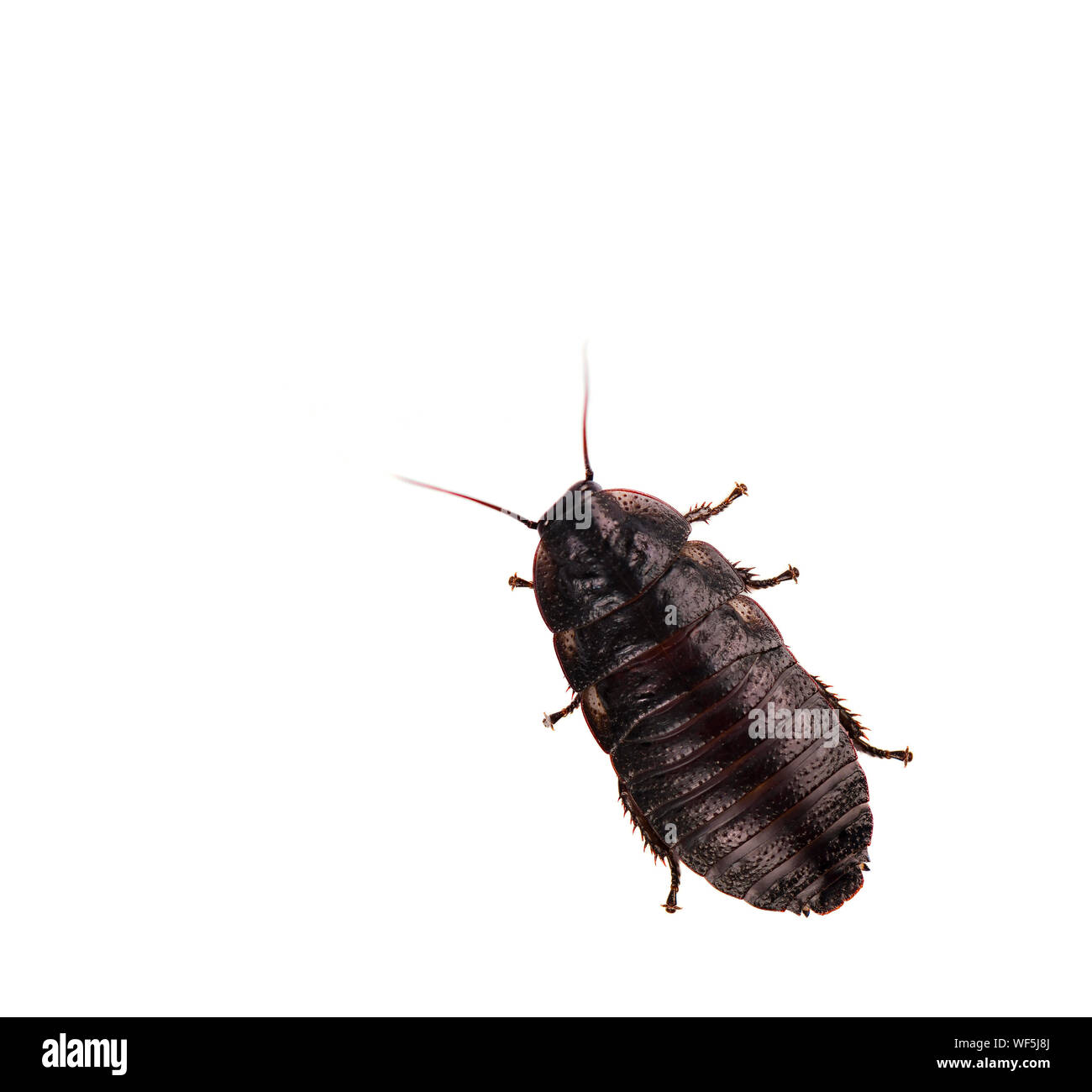 Cockroach isolated on white background Stock Photo - Alamy