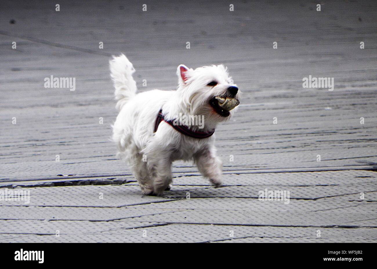 Domestic pathway hi-res stock photography and images - Alamy