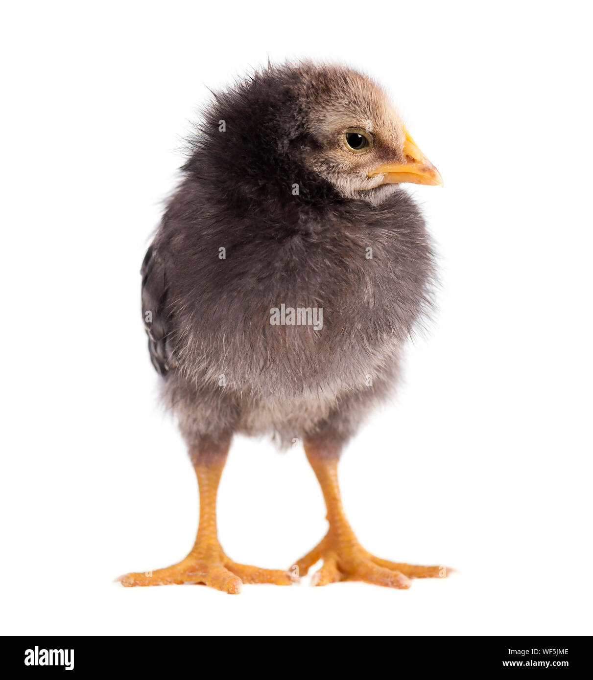 Little grey cute chick isolated on white background Stock Photo - Alamy