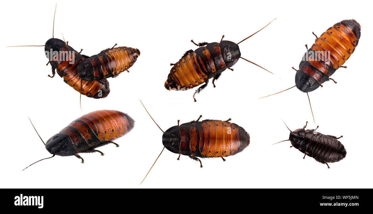 Cockroach isolated on white background Stock Photo - Alamy